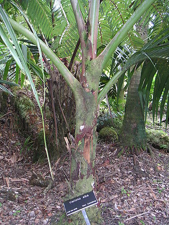 Cyphophoenix alba - Palmpedia - Palm Grower's Guide