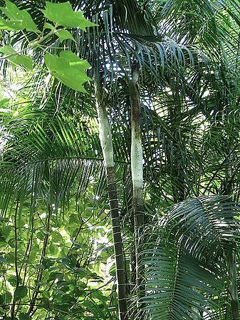 Chrysalidocarpus arenarum - Palmpedia - Palm Grower's Guide