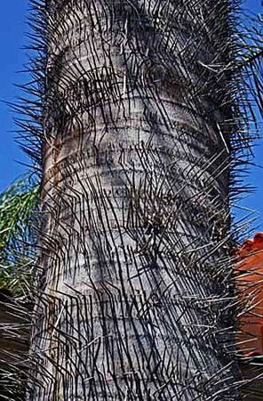Acrocomia aculeata - Palmpedia - Palm Grower's Guide