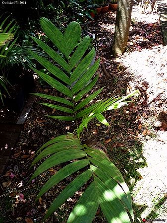 Pinanga dicksonii - Palmpedia - Palm Grower's Guide