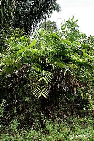 Bactris maraja - Palmpedia - Palm Grower's Guide