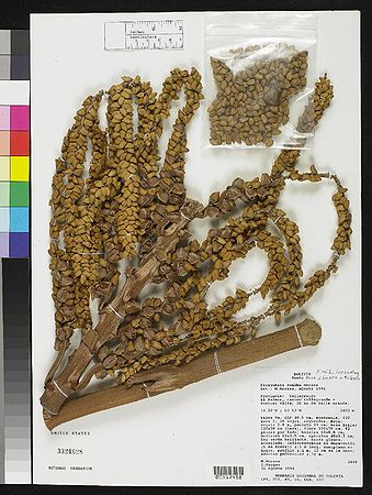 Parajubaea sunkha - Palmpedia - Palm Grower's Guide