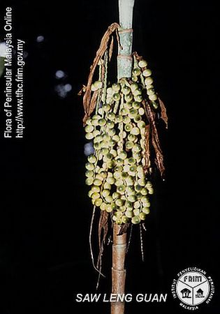 Pinanga patula - Palmpedia - Palm Grower's Guide