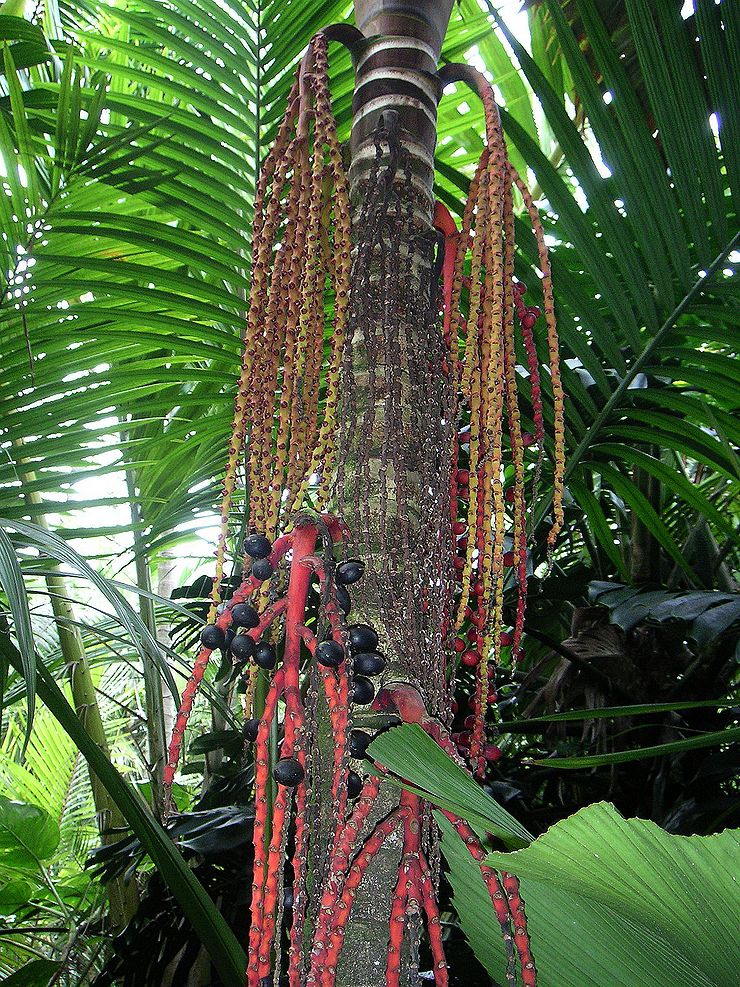 Pinanga copelandii - Palmpedia - Palm Grower's Guide