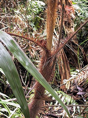 Calamus moti - Palmpedia - Palm Grower's Guide