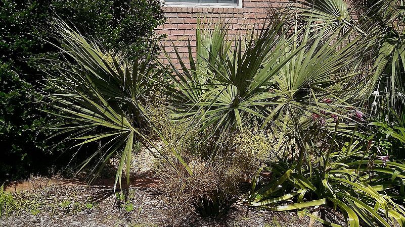 Sabal miamiensis - Palmpedia - Palm Grower's Guide