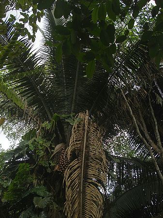 Attalea speciosa - Palmpedia - Palm Grower's Guide