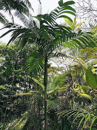 Pinanga javana - Palmpedia - Palm Grower's Guide