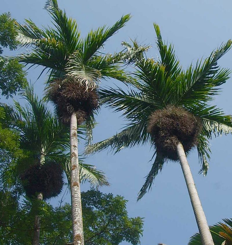 Bentinckia nicobarica - Palmpedia - Palm Grower's Guide