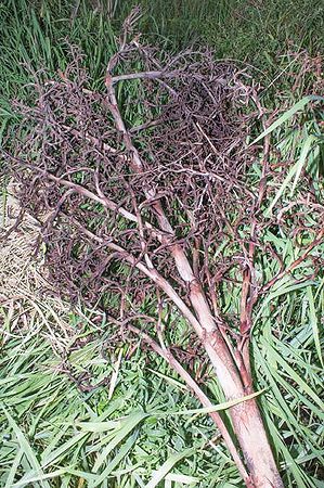 Copernicia fallaensis - Palmpedia - Palm Grower's Guide