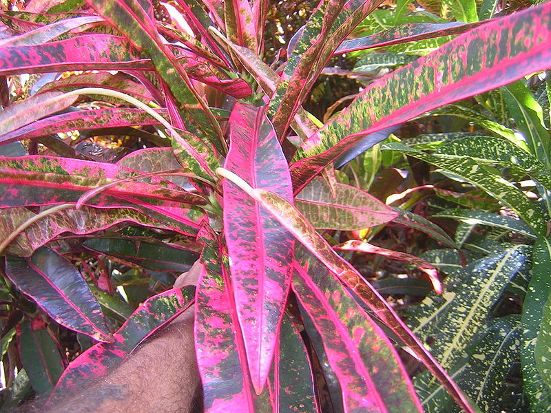 CORNELIUS HALGRIM - Palmpedia - Palm Grower's Guide