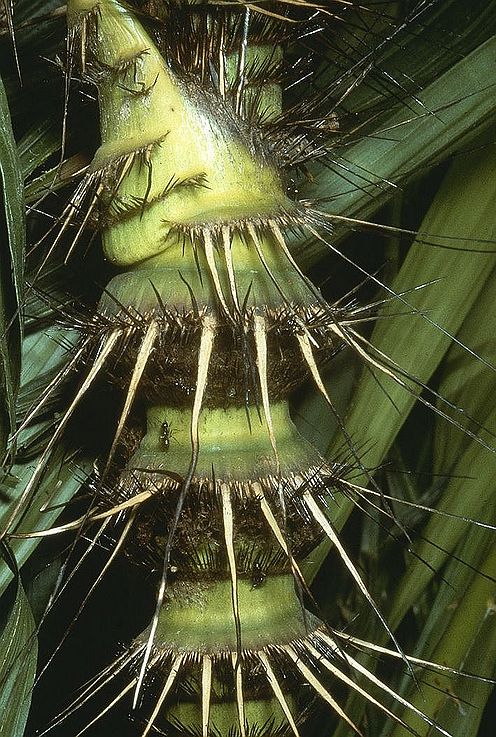 Daemonorops sabut - Palmpedia - Palm Grower's Guide