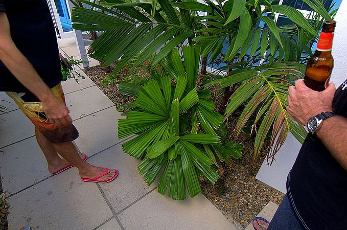 Pinanga javana - Palmpedia - Palm Grower's Guide