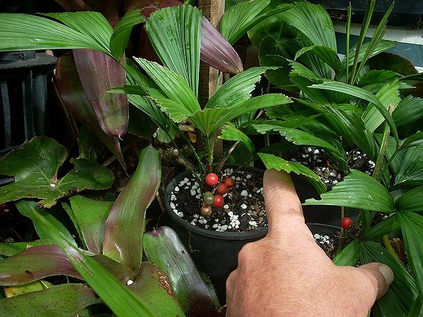 Licuala triphylla - Palmpedia - Palm Grower's Guide