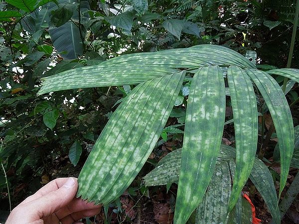 Pinanga disticha - Palmpedia - Palm Grower's Guide