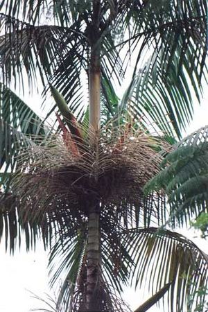 Euterpe precatoria - Palmpedia - Palm Grower's Guide
