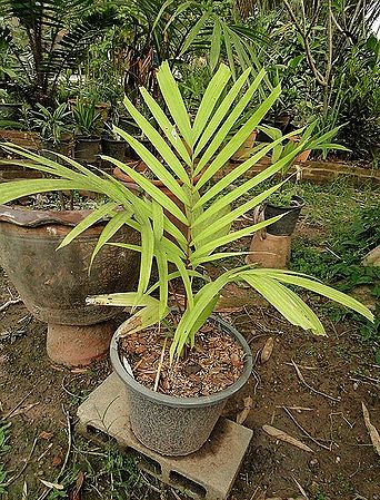 Ptychosperma lineare - Palmpedia - Palm Grower's Guide