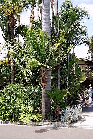 Ravenea moorei - Palmpedia - Palm Grower's Guide