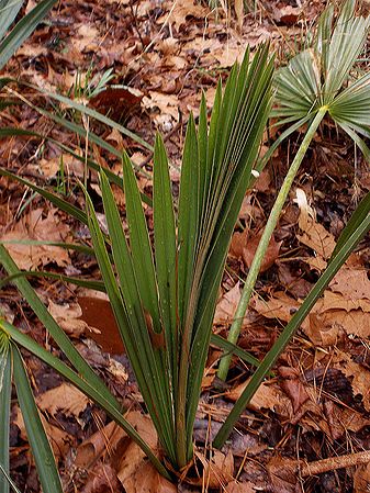Sabal minor - Palmpedia - Palm Grower's Guide