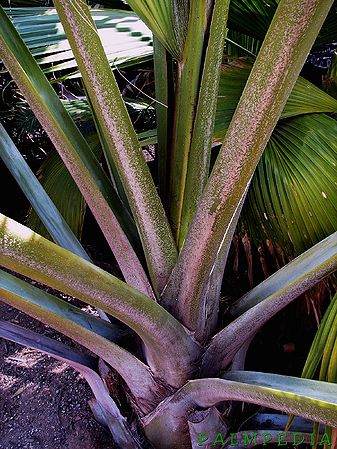 Sabal maritima - Palmpedia - Palm Grower's Guide