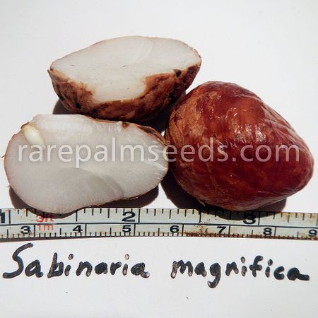 Sabinaria magnifica - Palmpedia - Palm Grower's Guide