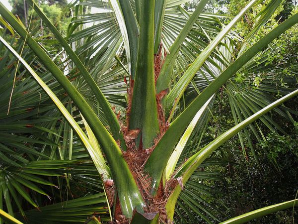 Sabal yapa - Palmpedia - Palm Grower's Guide
