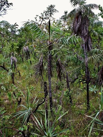 Syagrus comosa - Palmpedia - Palm Grower's Guide