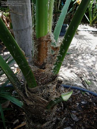 Trachycarpus martianus - Palmpedia - Palm Grower's Guide