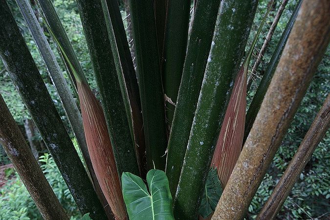 Attalea maripa - Palmpedia - Palm Grower's Guide