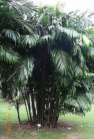 Bactris guineensis - Palmpedia - Palm Grower's Guide