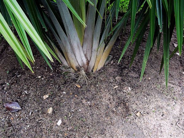 Tahina spectabilis - Palmpedia - Palm Grower's Guide