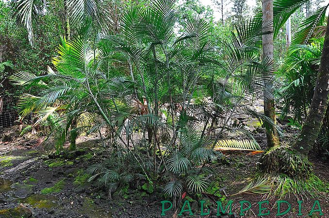 Hydriastele rheophytica - Palmpedia - Palm Grower's Guide