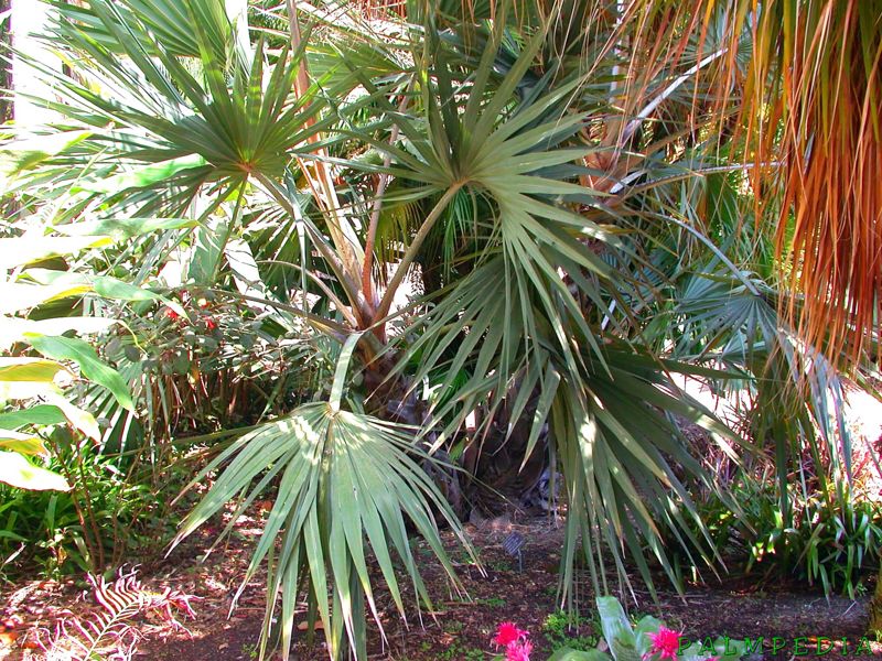 The gingerbread date palm - DISCUSSING PALM TREES WORLDWIDE - PalmTalk
