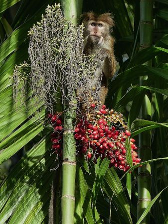 Areca concinna - Palmpedia - Palm Grower's Guide