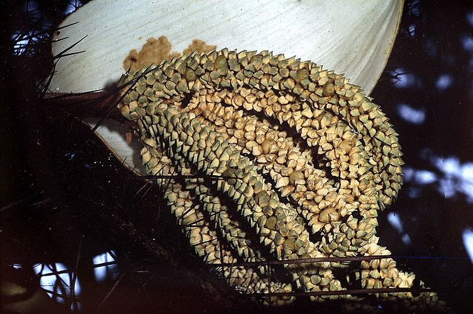 Bactris guineensis - Palmpedia - Palm Grower's Guide