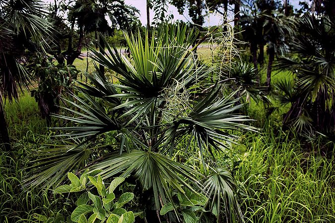 Livistona humilis - Palmpedia - Palm Grower's Guide