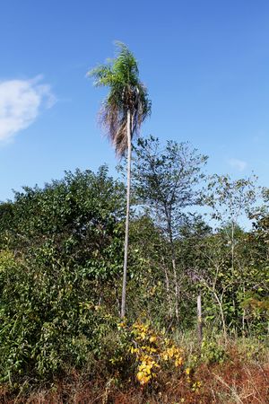 Syagrus cocoides - Palmpedia - Palm Grower's Guide