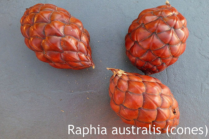Raphia australis - Palmpedia - Palm Grower's Guide