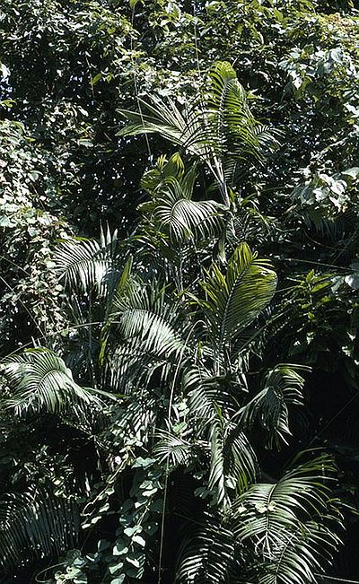 Calamus usitatus - Palmpedia - Palm Grower's Guide