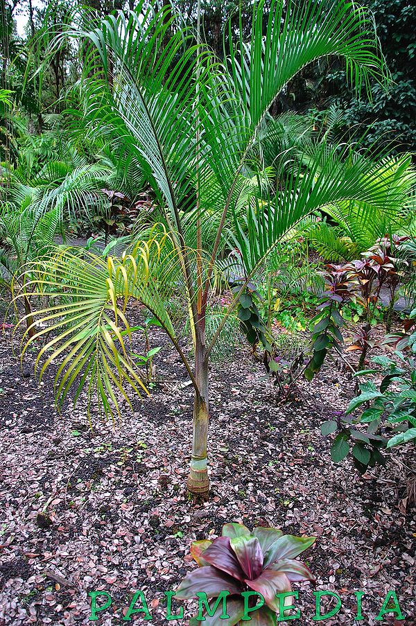 DYPSIS DISCUSSIONS - Palmpedia - Palm Grower's Guide