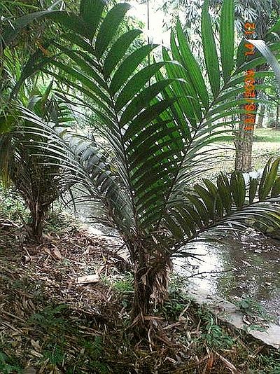 Nenga gajah - Palmpedia - Palm Grower's Guide