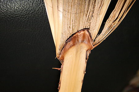 Hastula - Palmpedia - Palm Grower's Guide