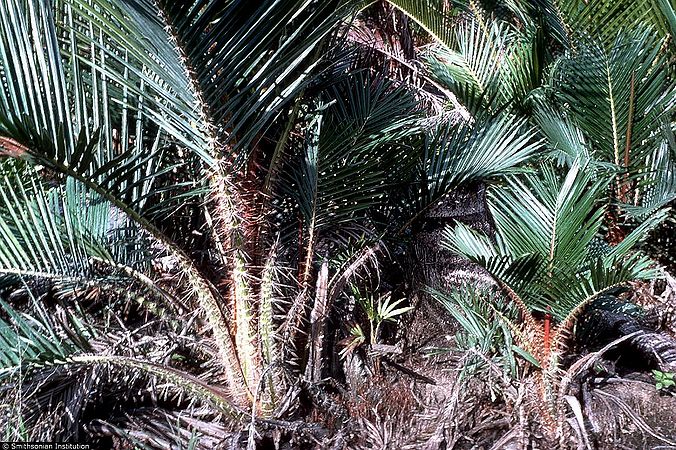 Metroxylon sagu - Palmpedia - Palm Grower's Guide