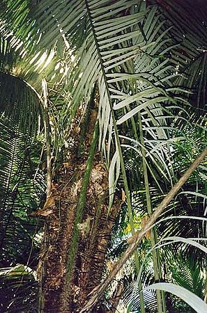 Astrocaryum murumuru - Palmpedia - Palm Grower's Guide