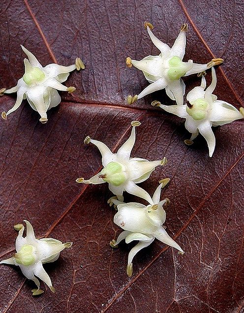 Corypha utan - Palmpedia - Palm Grower's Guide