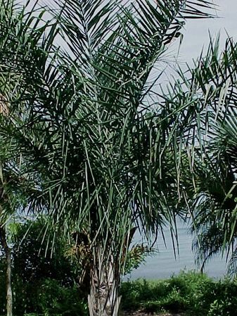 Syagrus picrophylla - Palmpedia - Palm Grower's Guide
