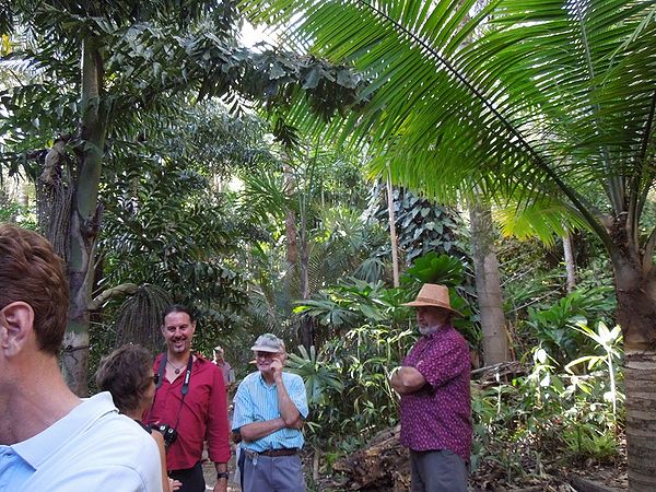 Ravenea lakatra - Palmpedia - Palm Grower's Guide