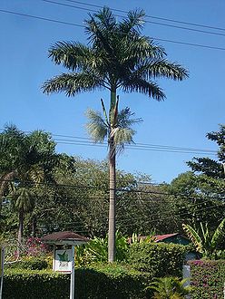 Roystonea princeps - Palmpedia - Palm Grower's Guide