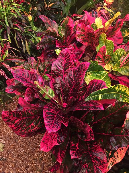 STRAWBERRY - Palmpedia - Palm Grower's Guide