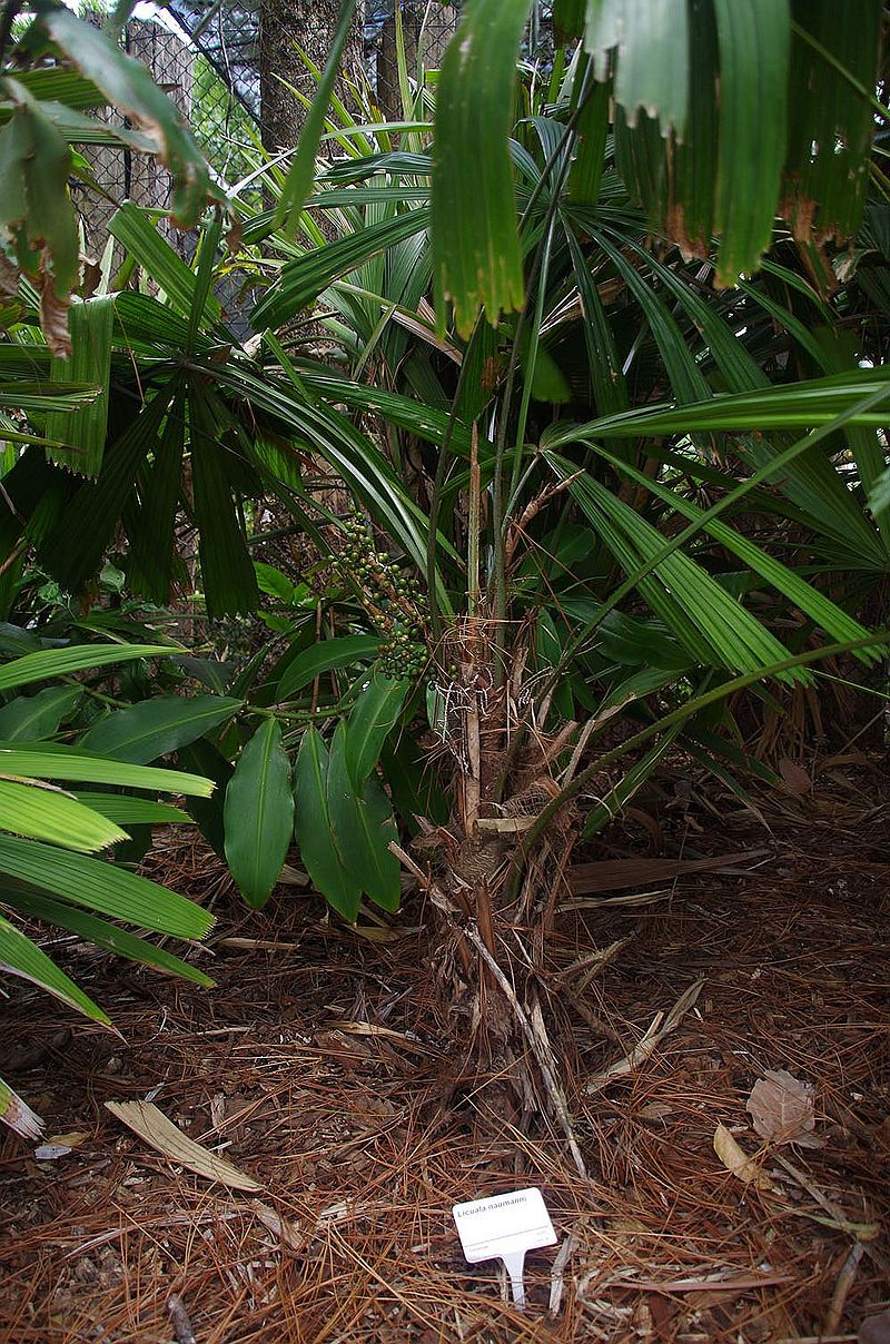 Licuala sp. 'naumanii' - Palmpedia - Palm Grower's Guide
